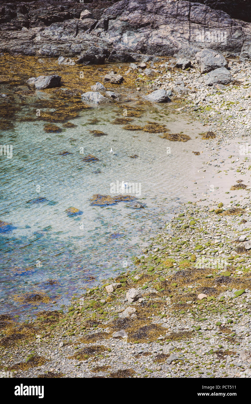 Seagulls swimming on the beach Porth Gwylan on the Llyn Peninsula ...