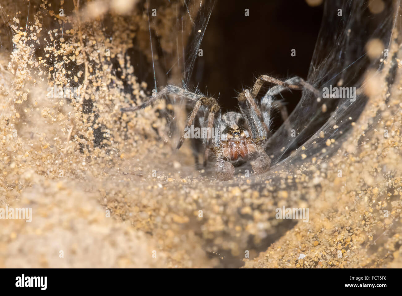 Burrowing Wolf Spider and Web Entrance to Burrow on the Pawnee National ...