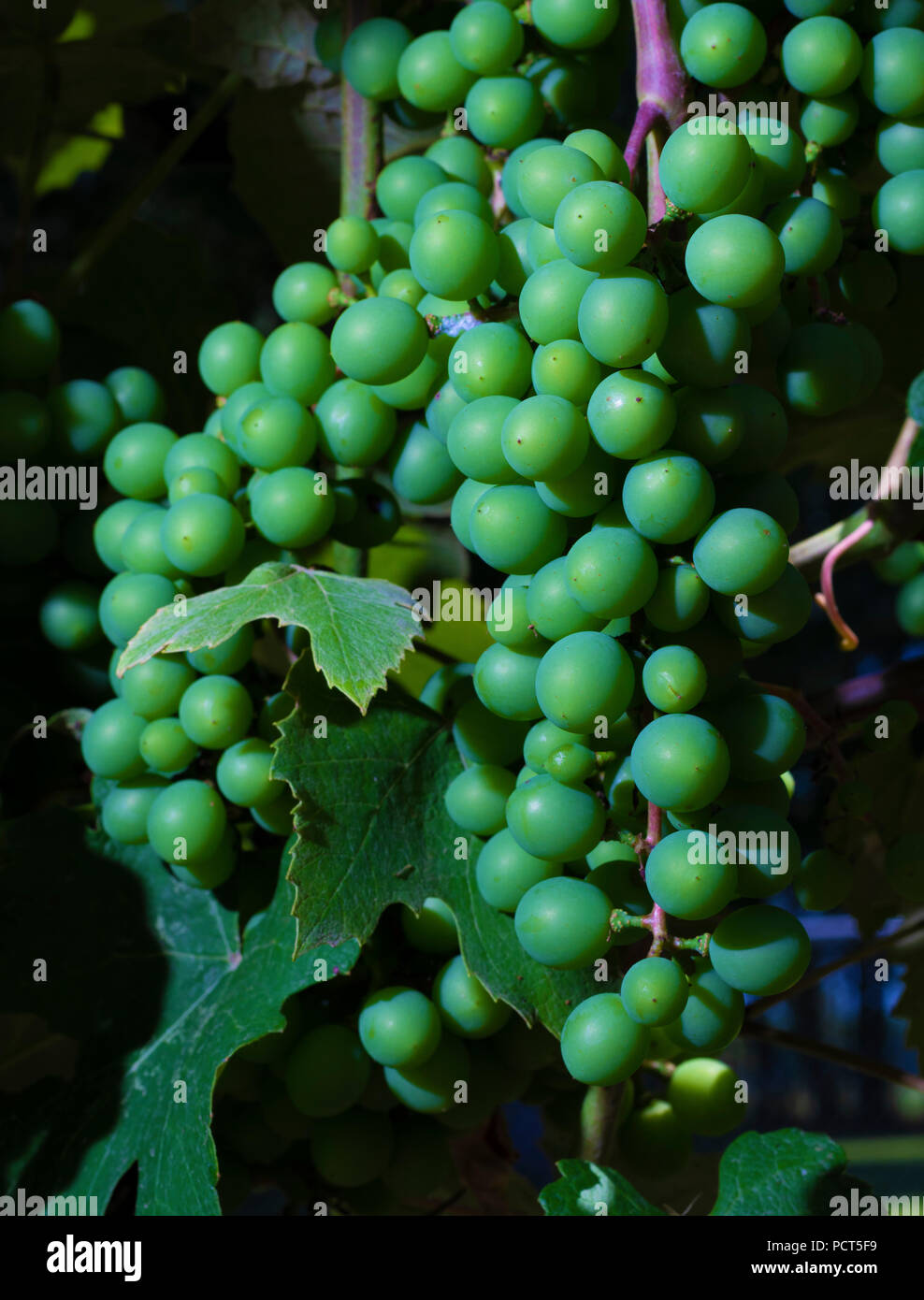 Grapes that are still green and ripening on a North Carolina vine Stock ...