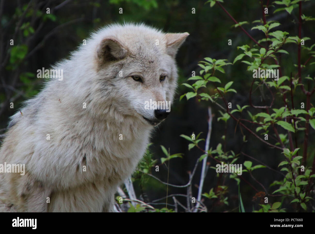 British columbia wolf pack hi-res stock photography and images - Alamy