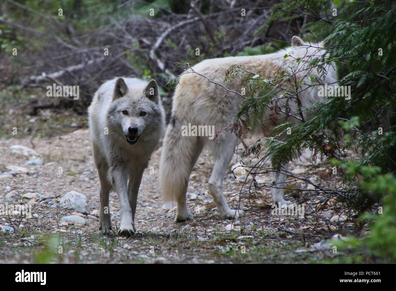 Grey Wolf. Golden, British Columbia, Canada Stock Photo - Alamy