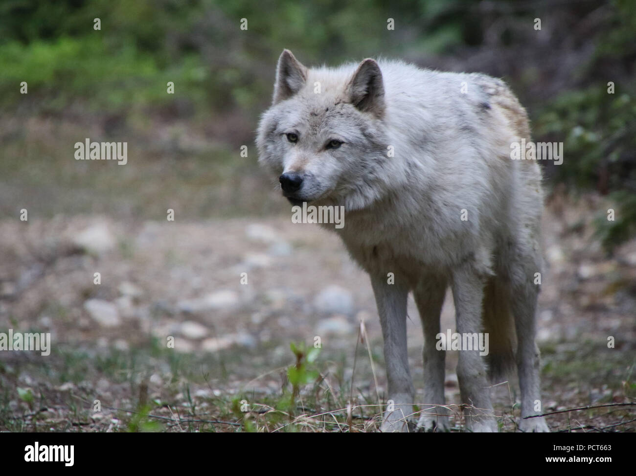 British columbia wolf pack hi-res stock photography and images - Alamy