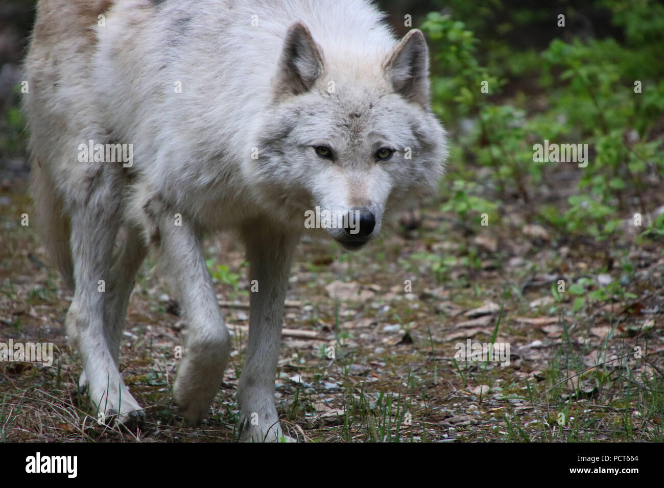 Grey Wolf. Golden, British Columbia, Canada Stock Photo - Alamy
