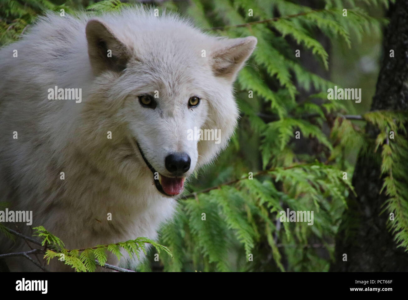 Grey Wolf. Golden, British Columbia, Canada Stock Photo - Alamy