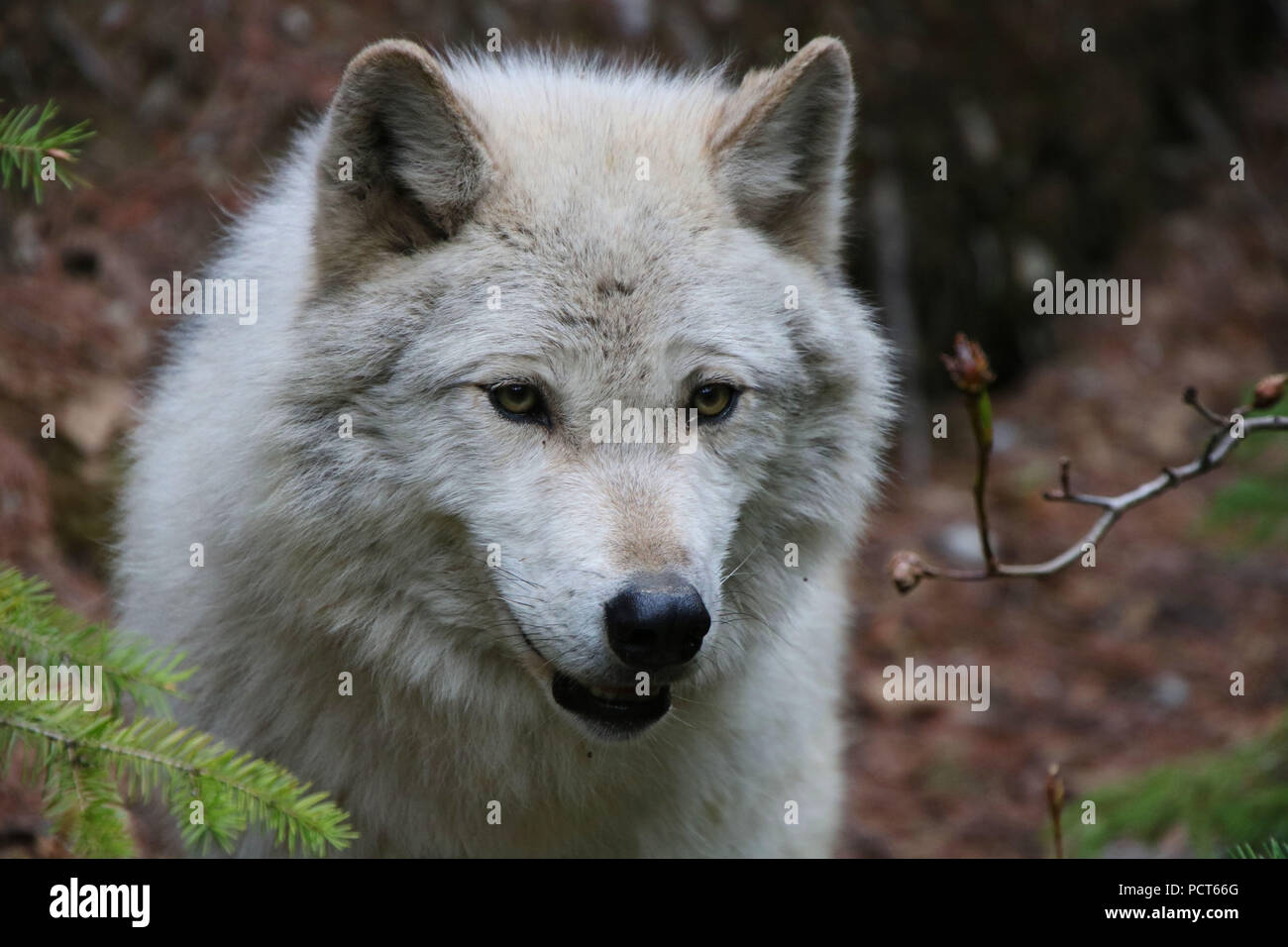 Wolf british columbia hi-res stock photography and images - Alamy