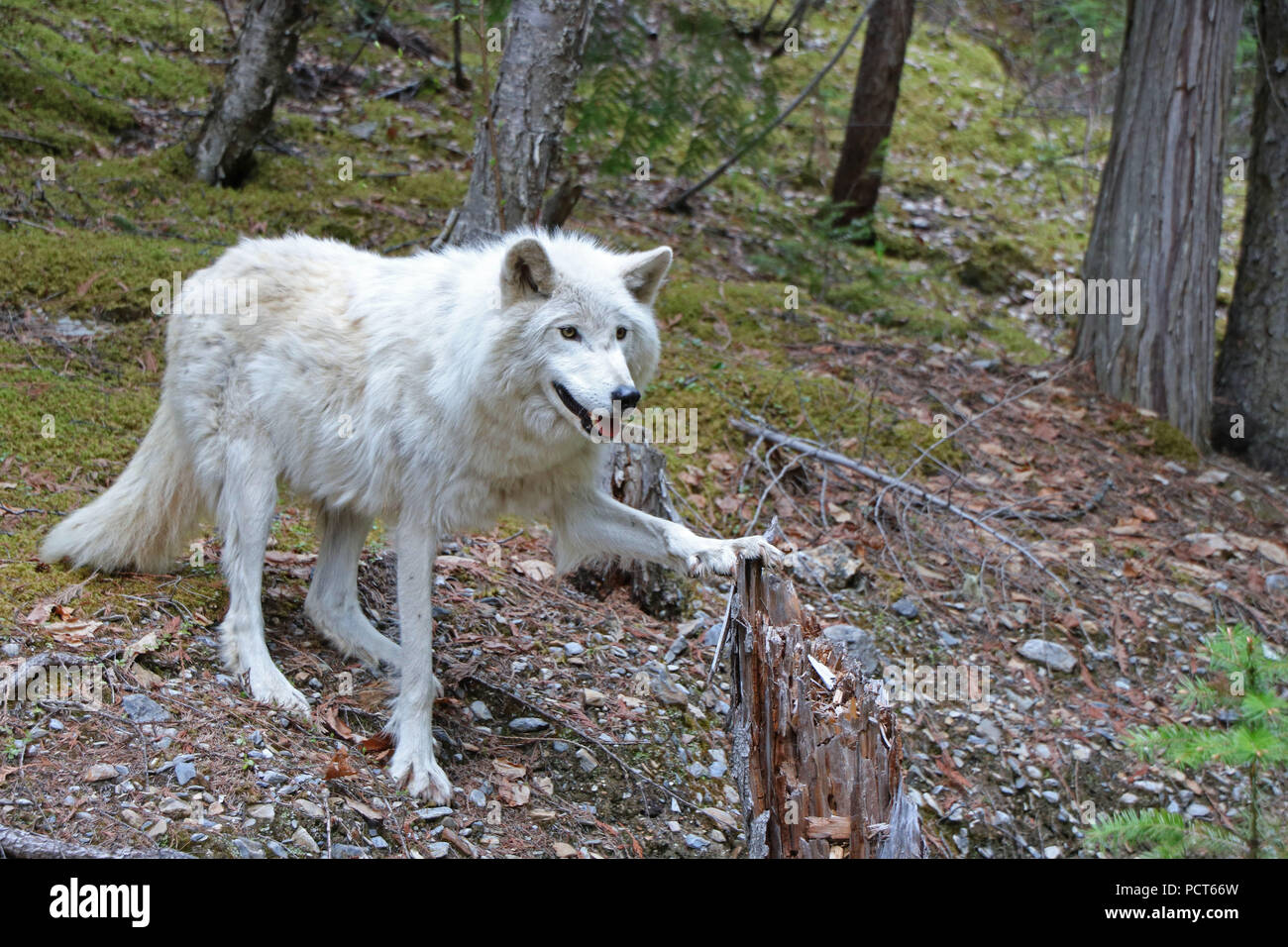 Grey Wolf. Golden, British Columbia, Canada Stock Photo - Alamy