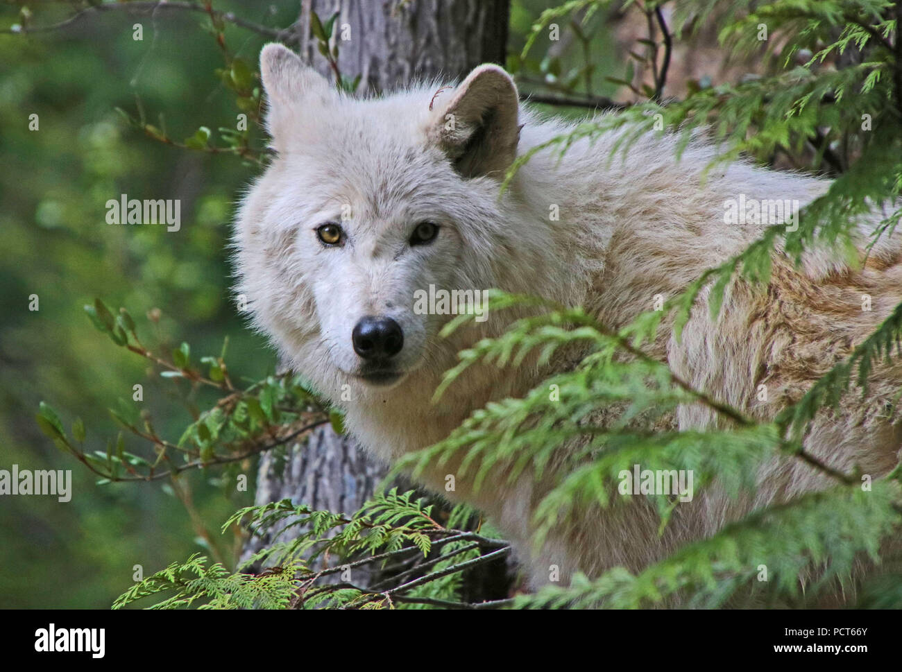 Grey Wolf. Golden, British Columbia, Canada Stock Photo - Alamy