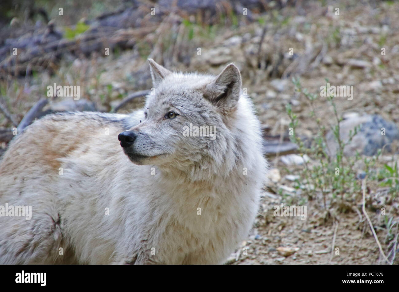 Grey Wolf. Golden, British Columbia, Canada Stock Photo - Alamy