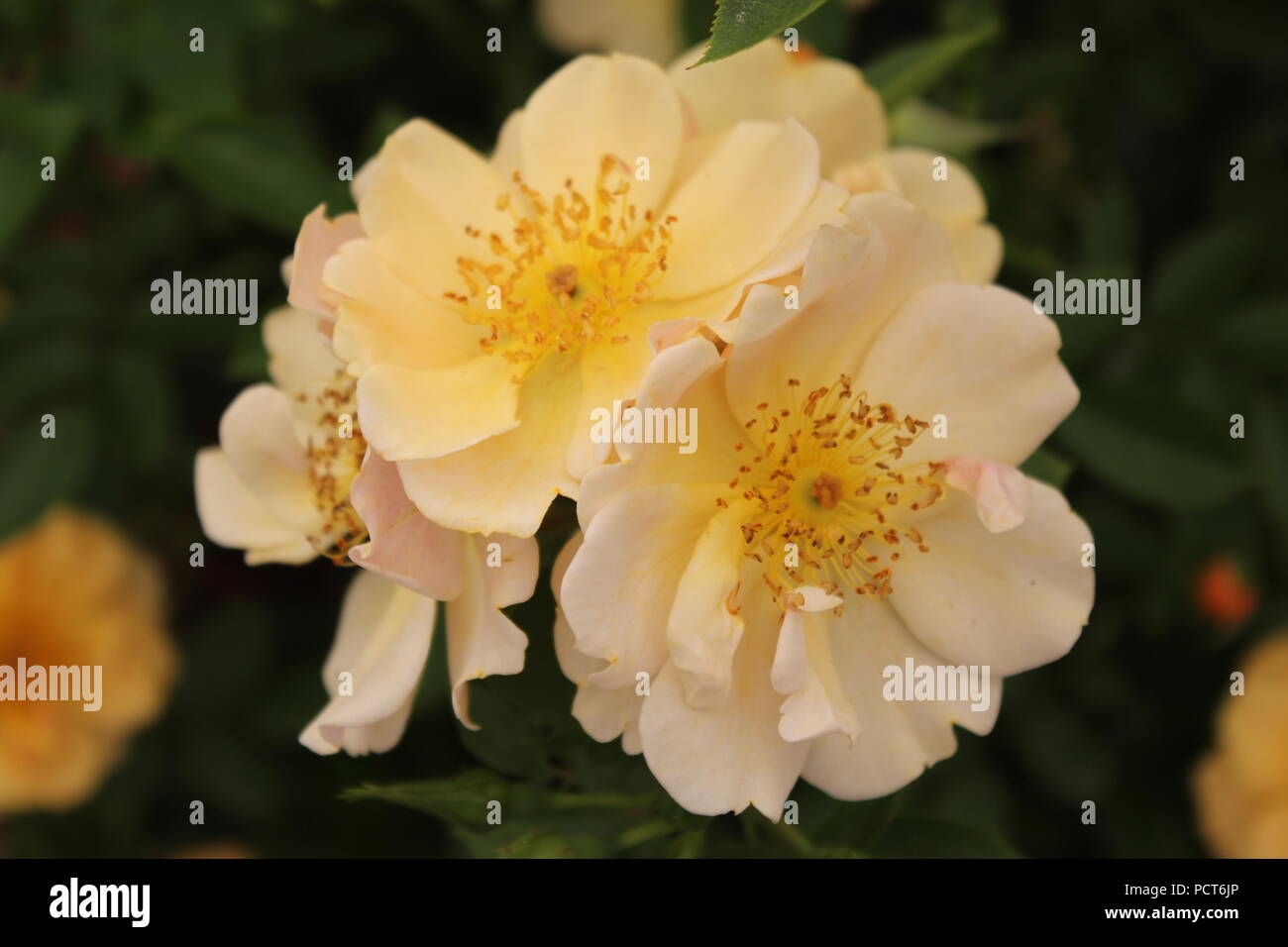 Gemma roses hi-res stock photography and images - Alamy