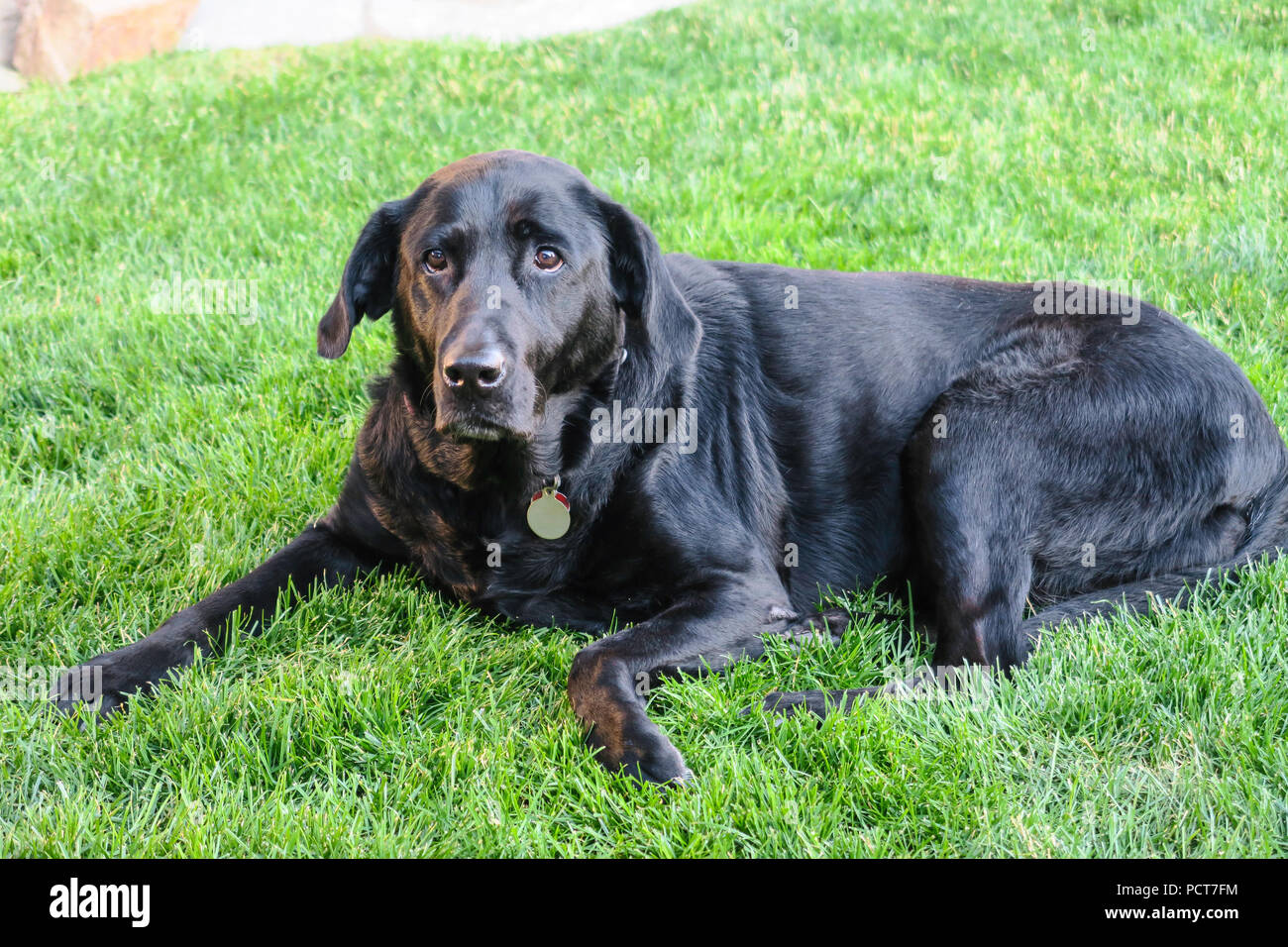 Black Labrador Retriever Relaxing in Yard, USA Stock Photo - Alamy