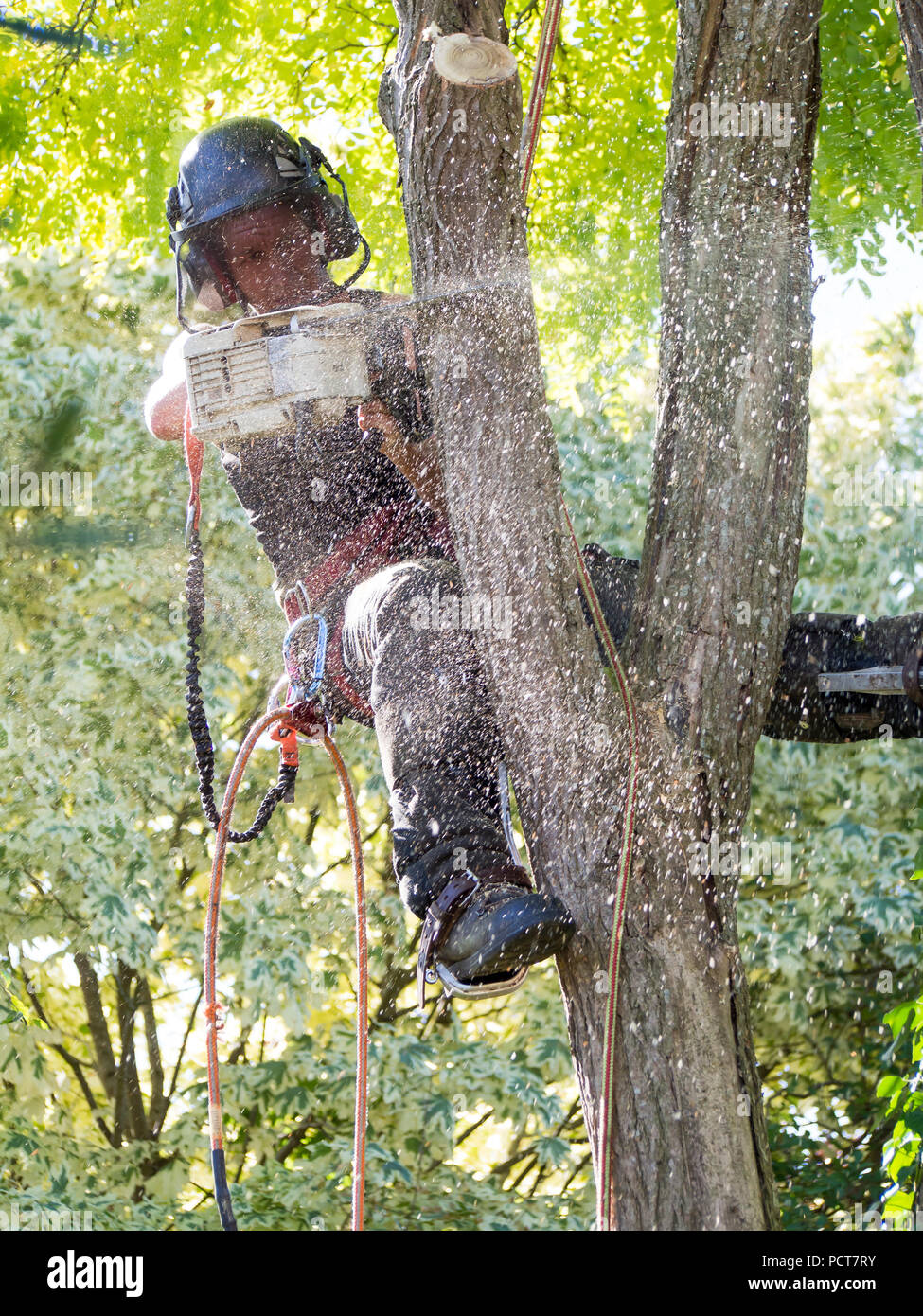 Female Tree Surgeon using a chainsaw up a tree Stock Photo - Alamy