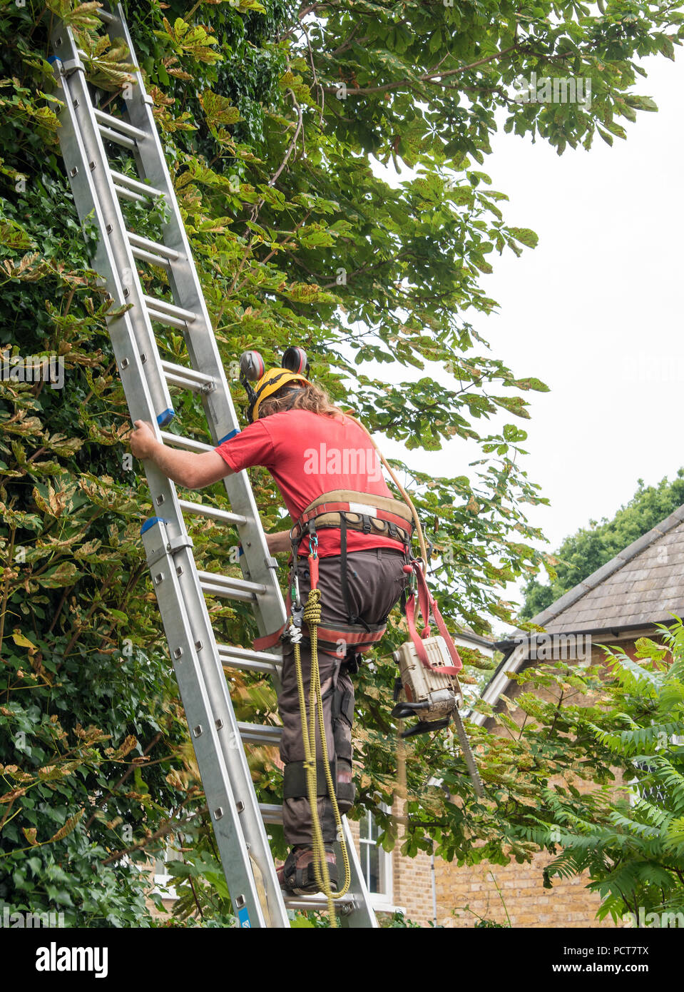 Male Arborist with a chainsaw stating to climb a ladder Stock Photo - Alamy