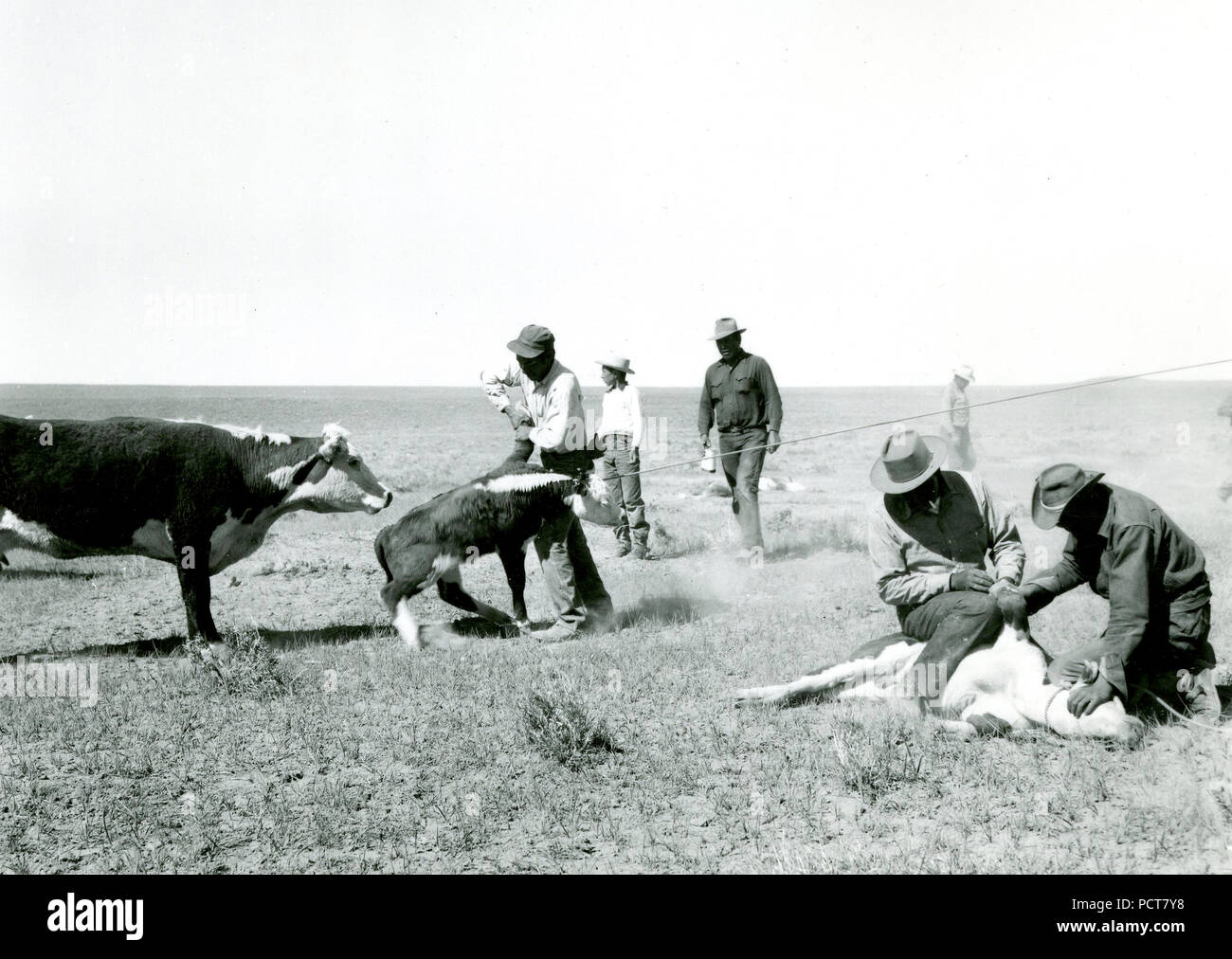 Men Wrangling Cattle 1934-1946 Stock Photo - Alamy