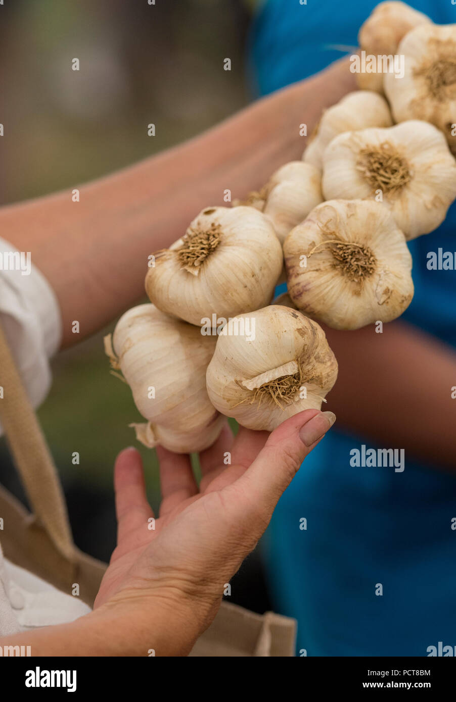 woman choosing garlic from a display. holding a plait of garlic fresh ...