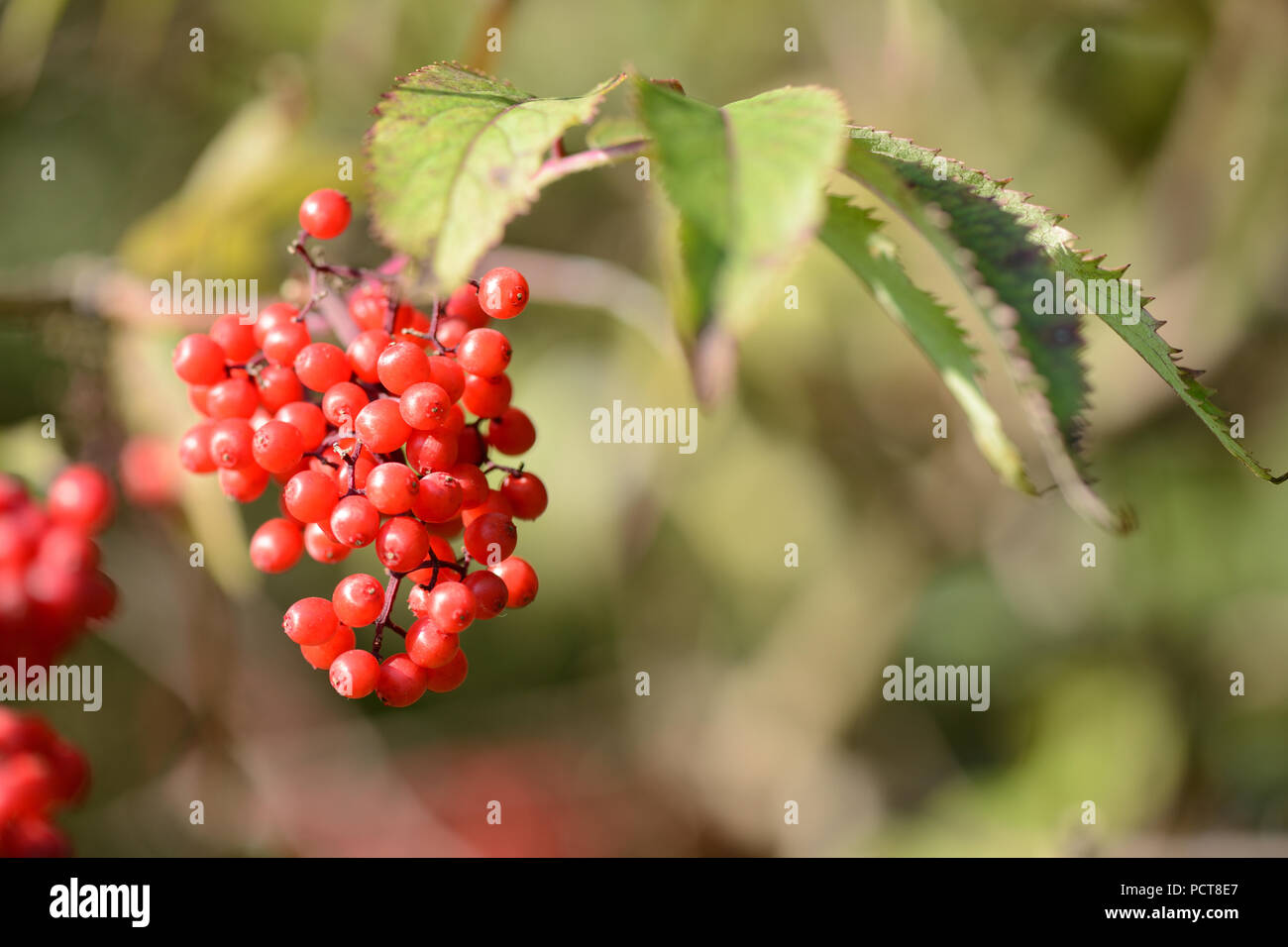 Red viburnum berries in hi-res stock photography and images - Alamy