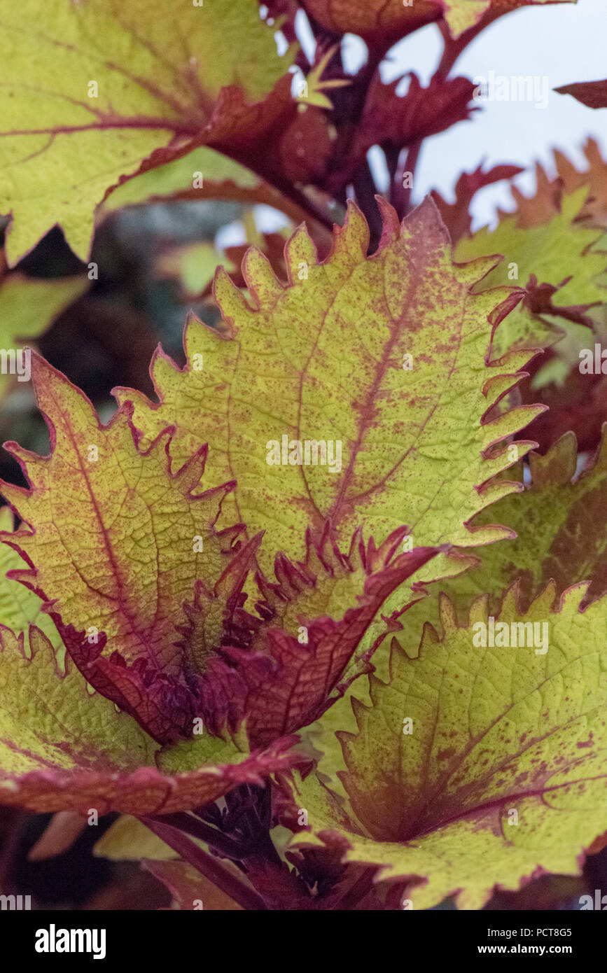 velvet textured leaves growing on an indoor plant or ground cover ...