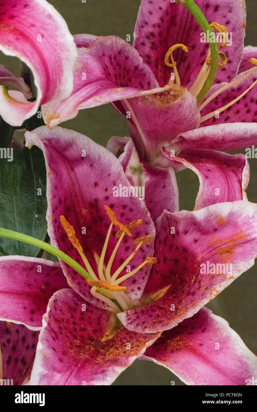 Star gazer lilies, flowers with dark pink petals and orange pollen on ...