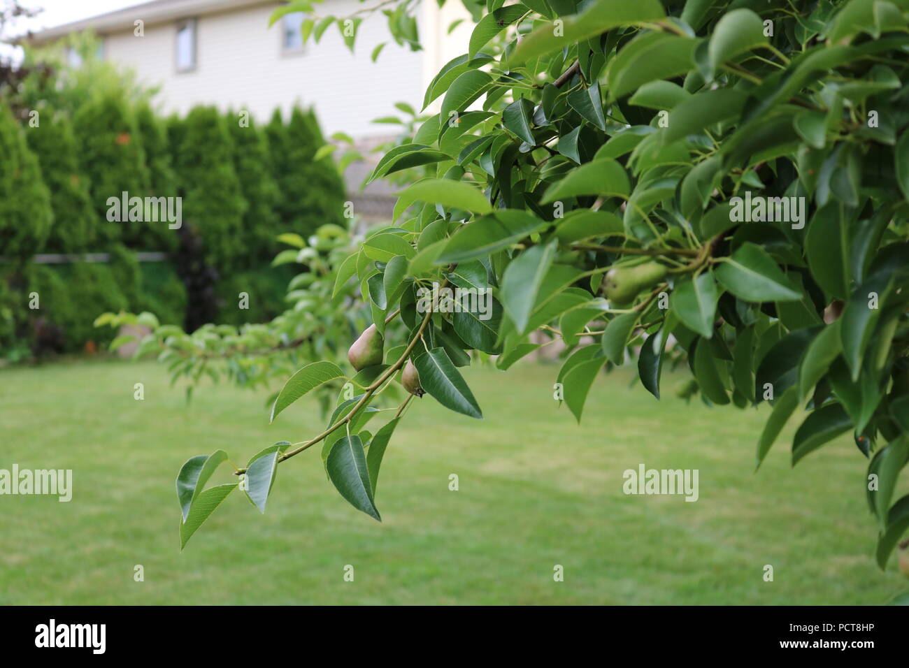 Tree maturity hi-res stock photography and images - Alamy