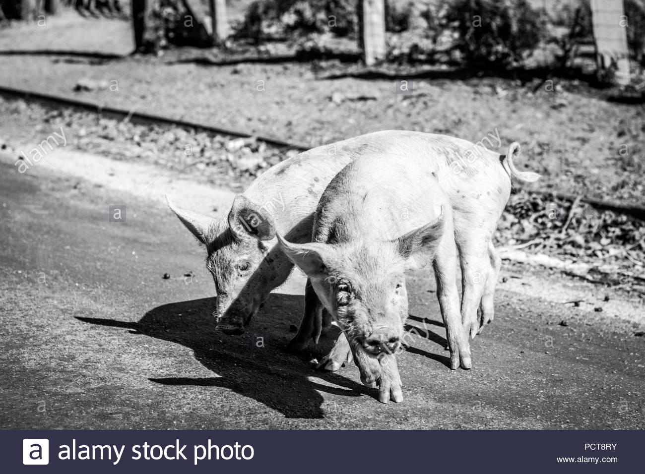 Corsica Pig High Resolution Stock Photography and Images - Alamy