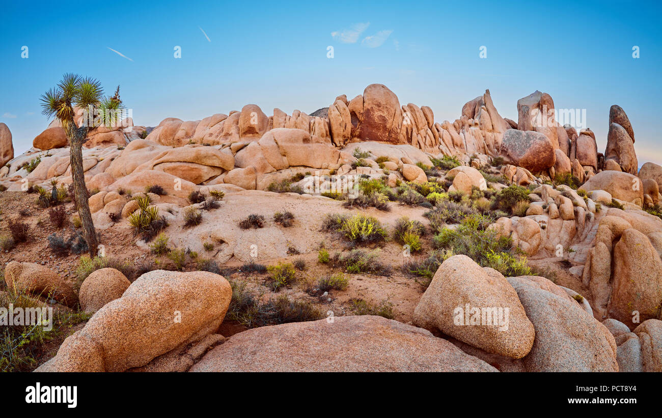 Desert sunset tree hi-res stock photography and images - Alamy