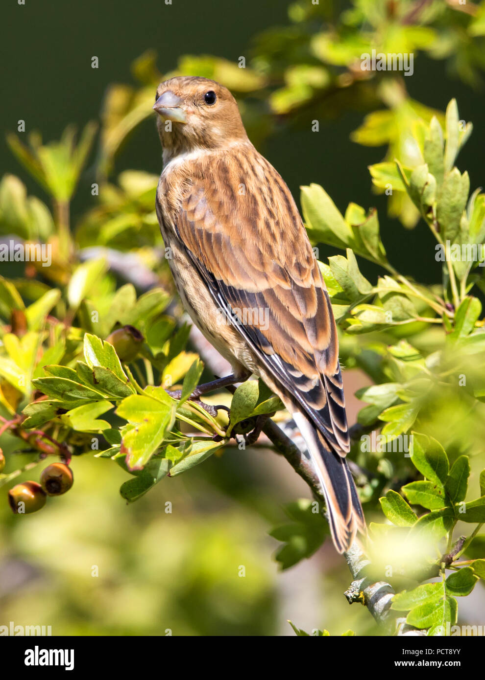 Female Linnet High Resolution Stock Photography and Images - Alamy