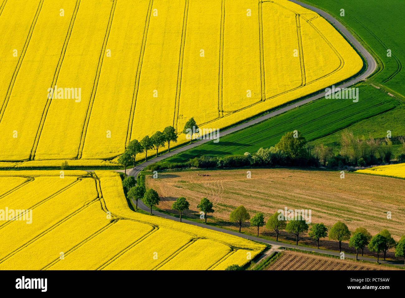 Rapeseed fields, field structures, Werl, agricultural landscape ...