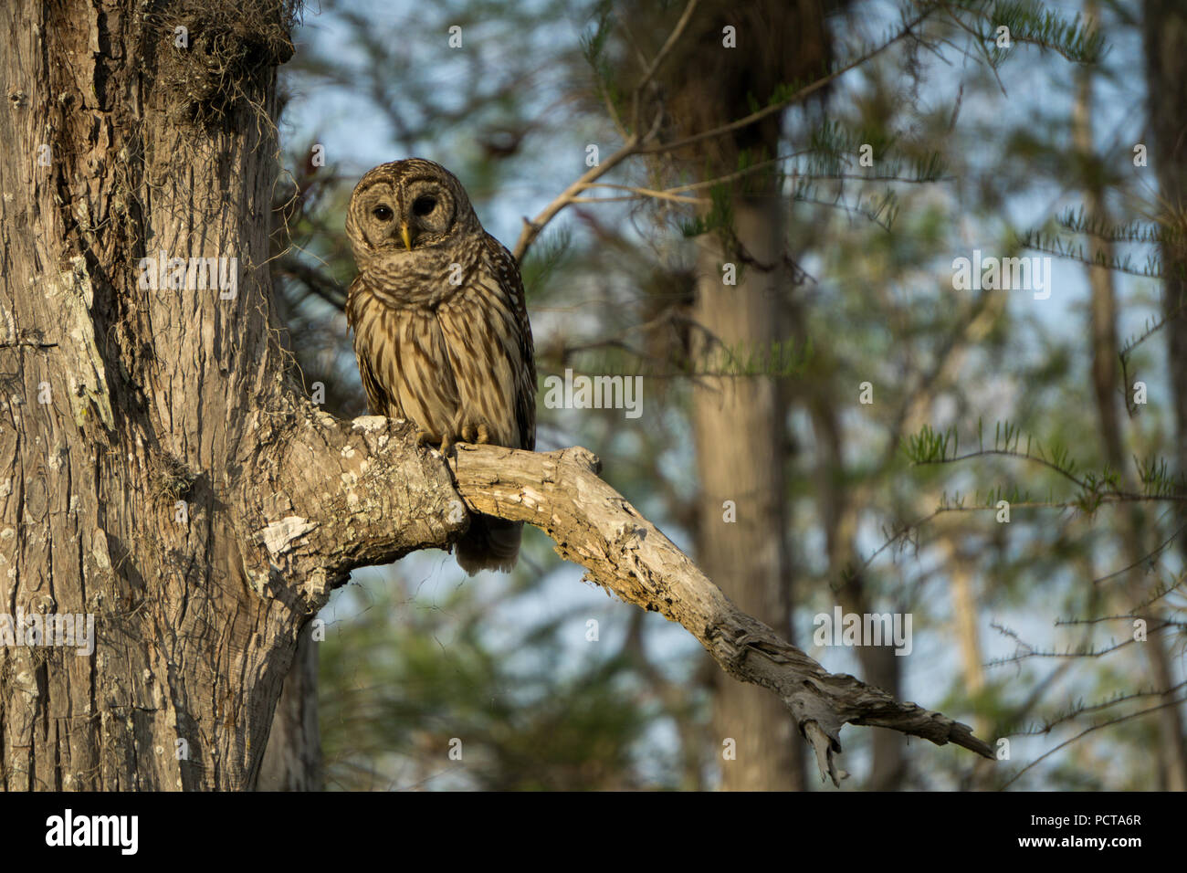 Barred Owl perched on branch Stock Photo - Alamy
