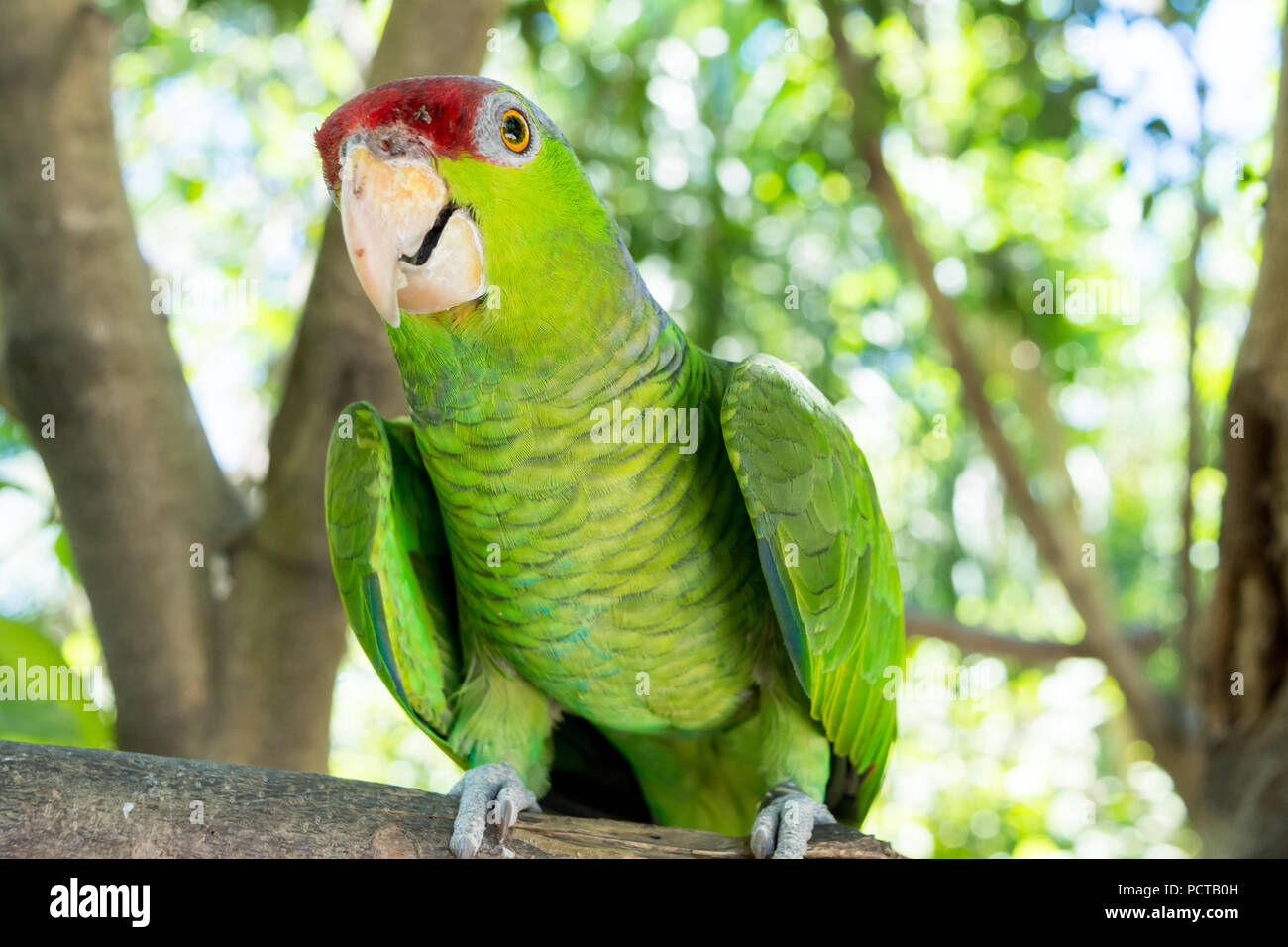 Parrot fire hi-res stock photography and images - Alamy