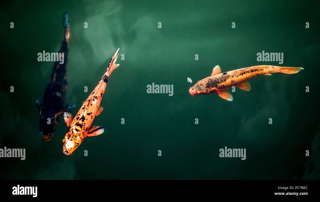 Three colorful koi fish in the water hi-res stock photography and ...