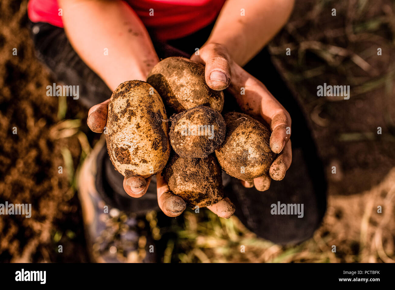 Teenage girl holding freshly harvested potatoes in hand Stock Photo - Alamy