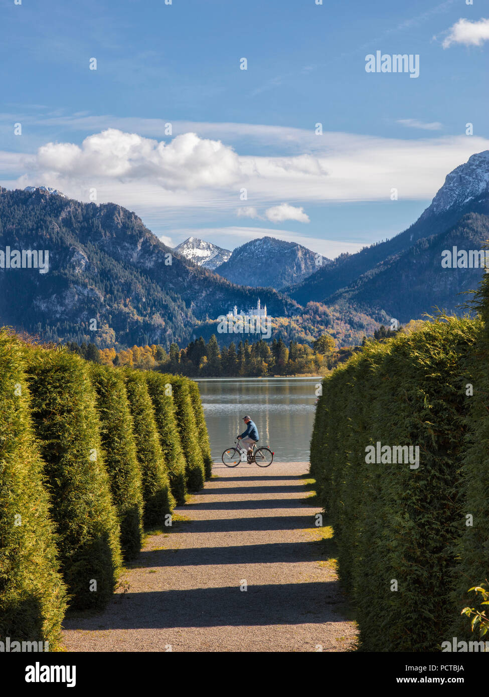 Cyclist at forggensee in front of neuschwanstein castle hi-res stock ...