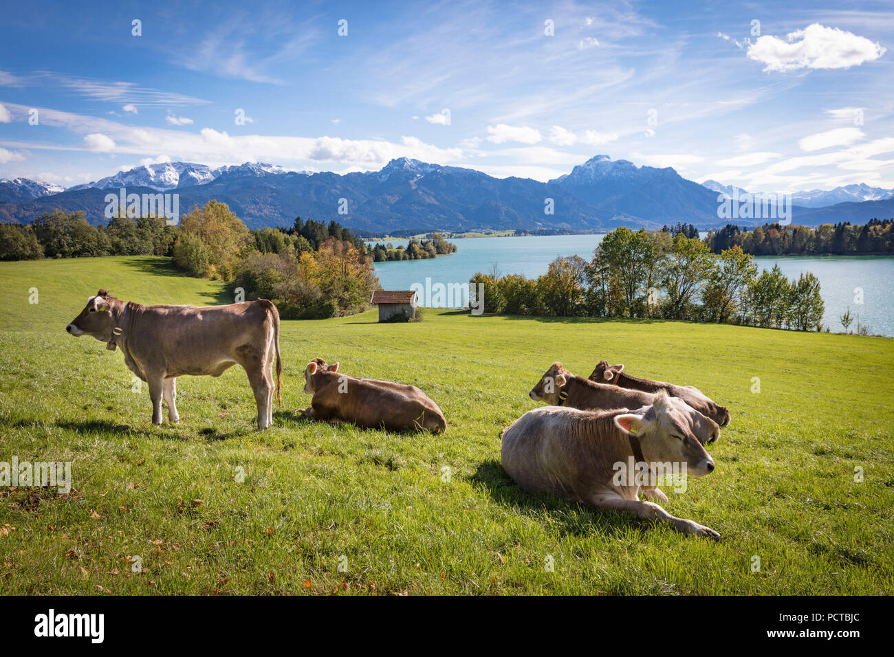 Cows in the Allgäu at Forggensee towards Neuschwanstein Castle, Germany ...