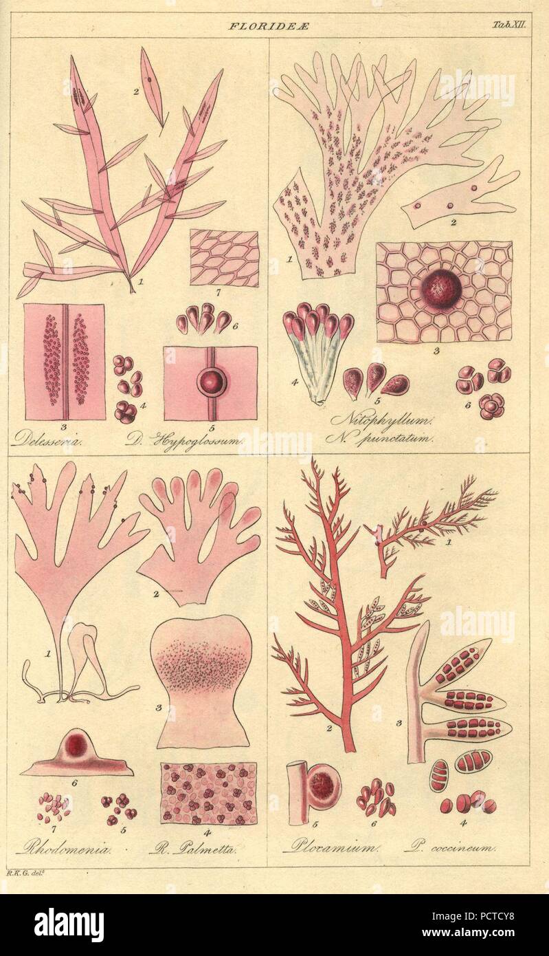 Algae britannicae plate 12 eng by William Miller after R K Greville ...