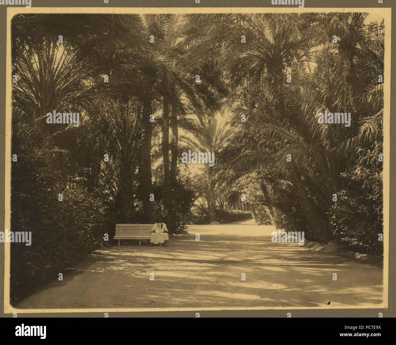 Algeria. Biskra. Garden of Allah Stock Photo - Alamy