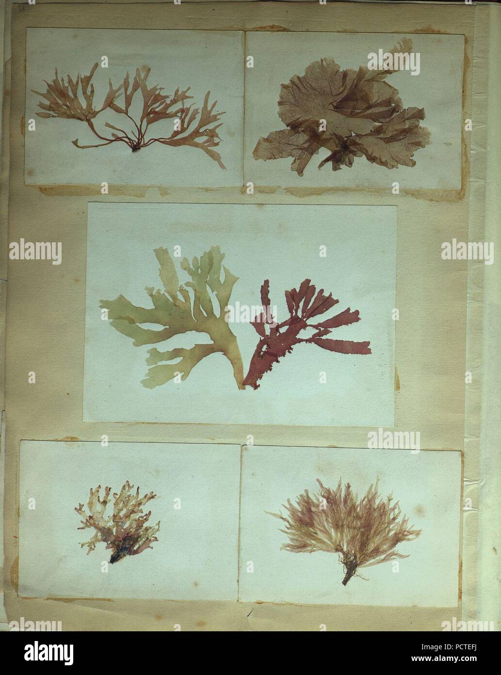 Algues marines 4 Stock Photo - Alamy