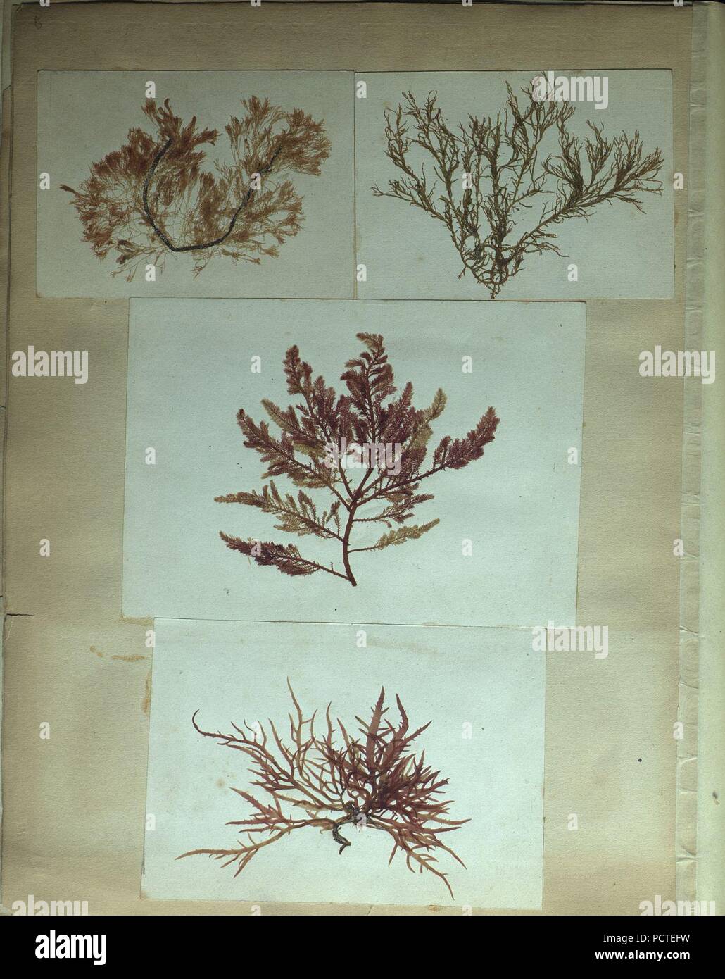 Algues marines 10 Stock Photo - Alamy