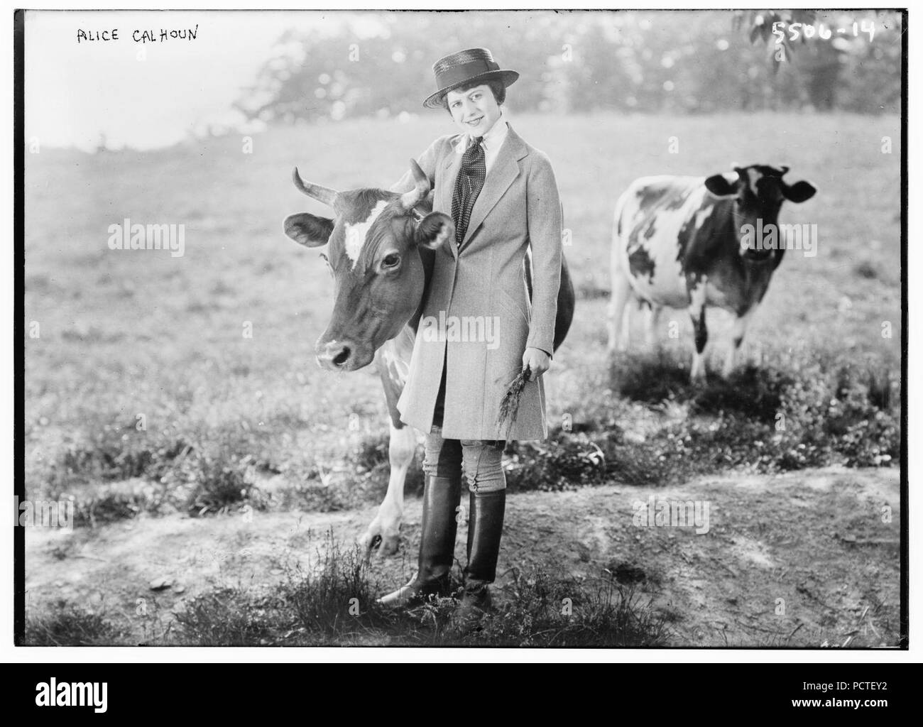 Vintage picture of cow Black and White Stock Photos & Images - Alamy