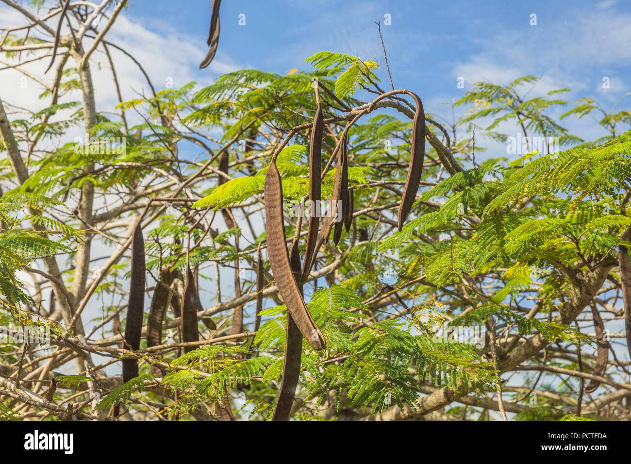 Guama nature reserve hi-res stock photography and images - Alamy