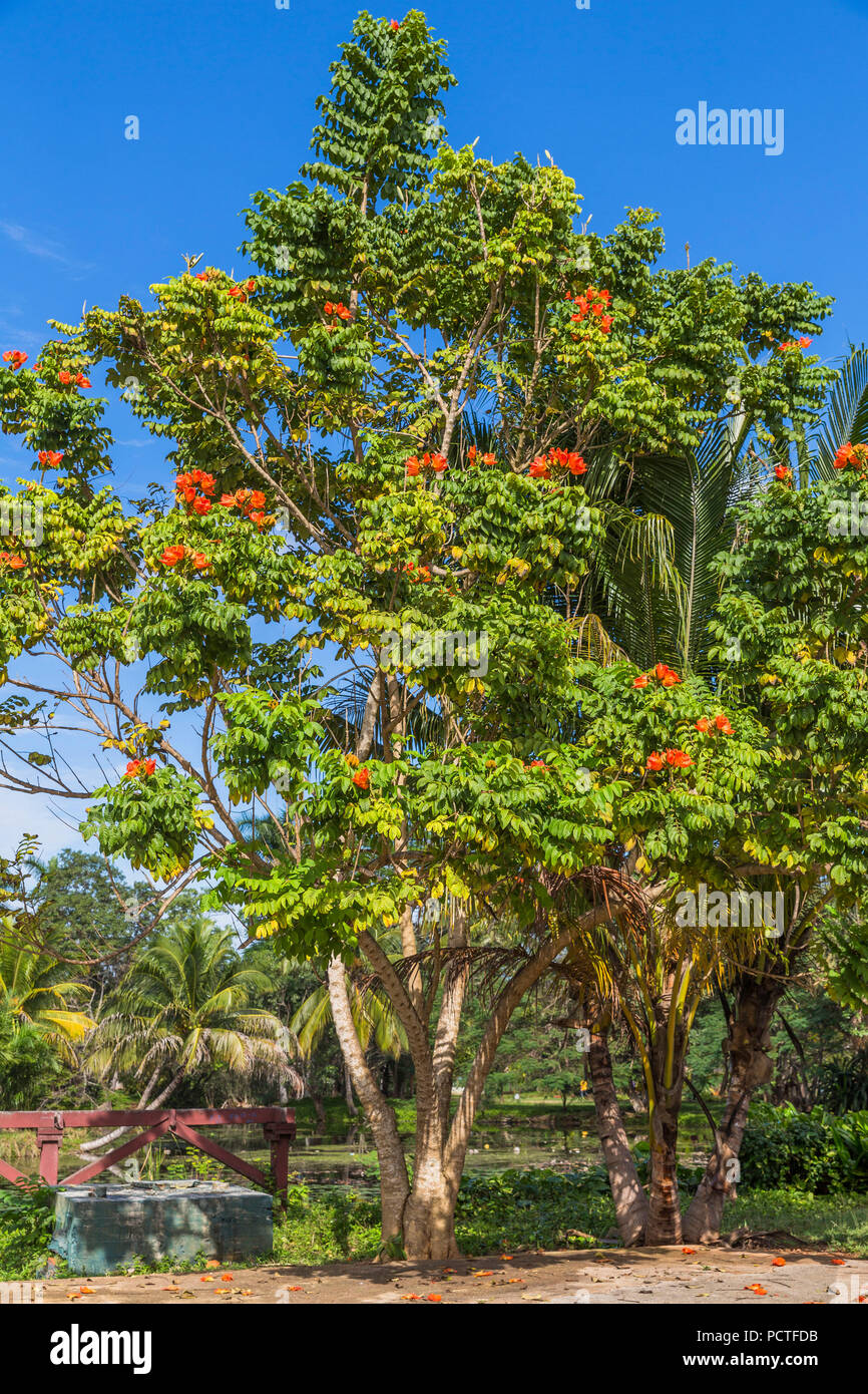 Tulip tree, Guamá nature reserve, crocodile farm, wetland, Matanzas ...