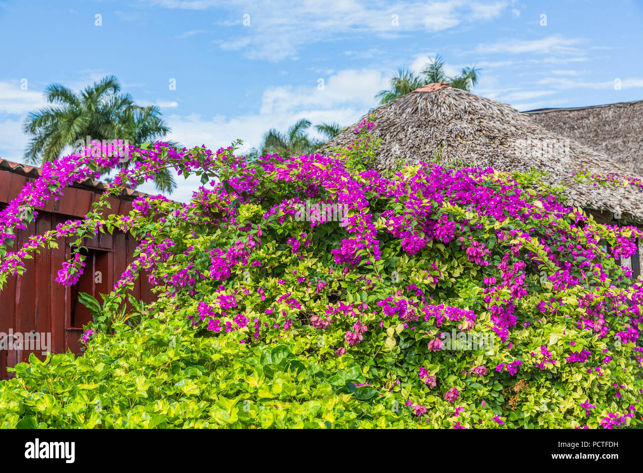 Bougainvillea, Wetland, Guamá, Zapata Peninsula, Cuba, Republic of Cuba ...