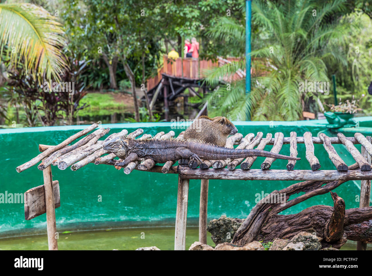 Cuban hutia iguana hi-res stock photography and images - Alamy