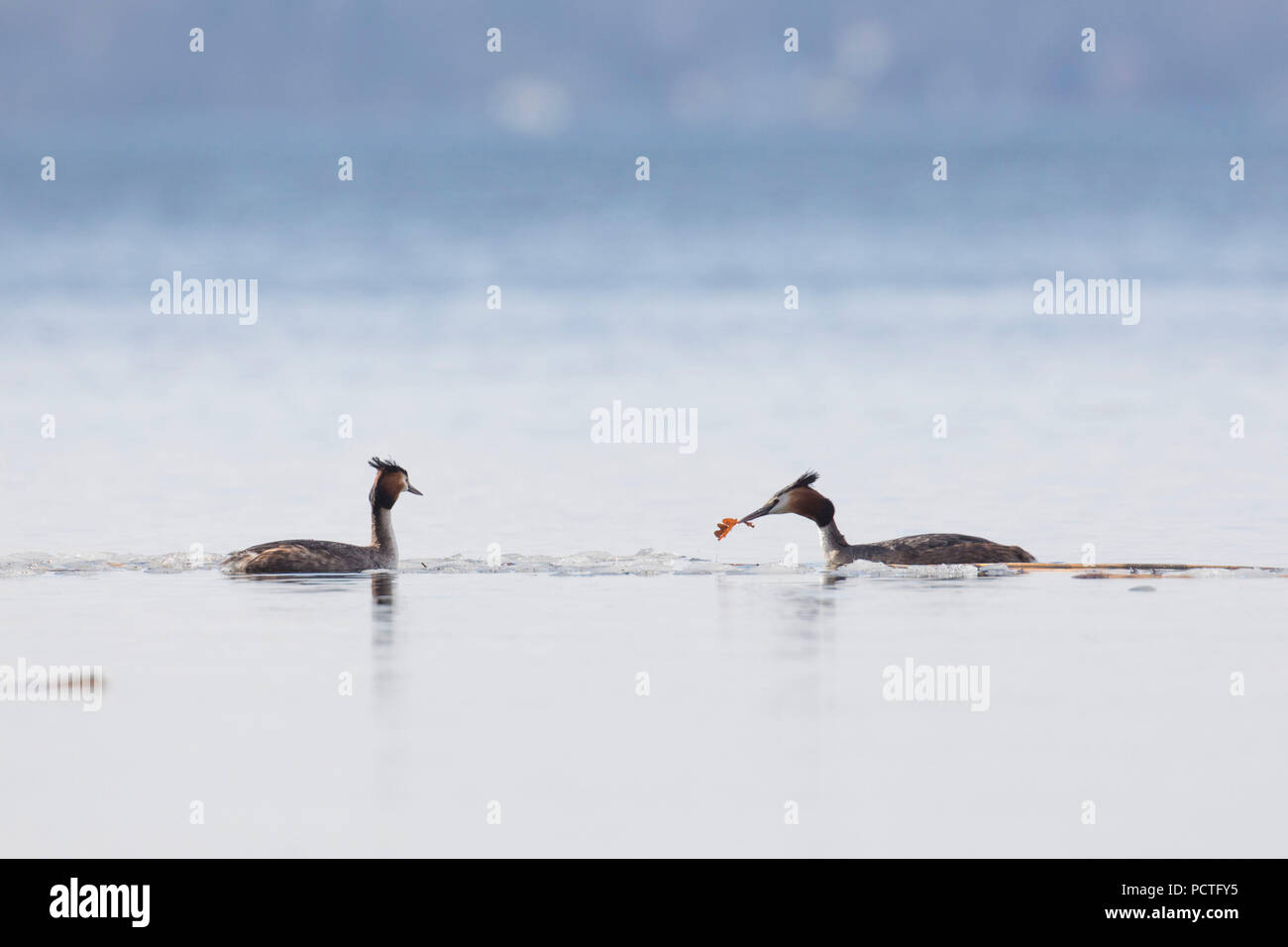 Courting couple hi-res stock photography and images - Alamy