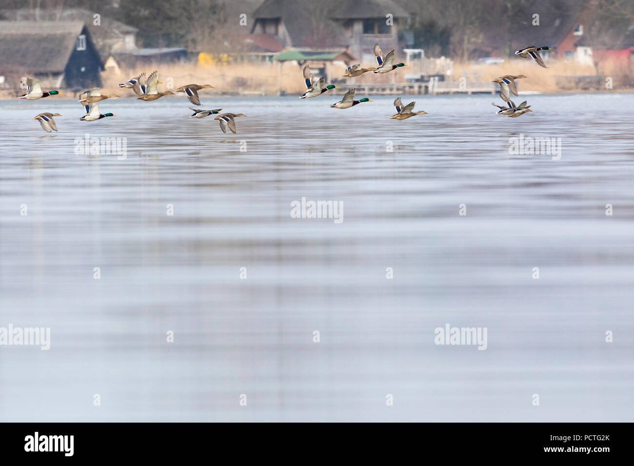 Flock of mallards flying hi-res stock photography and images - Alamy