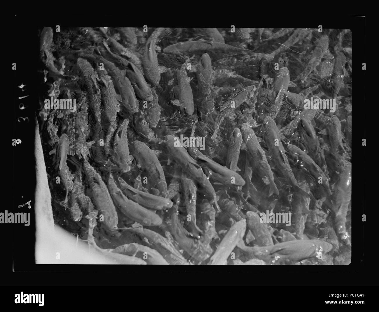 Along the coast to Tripoli. Tripoli. El-Bedoui. Seething mass of ...