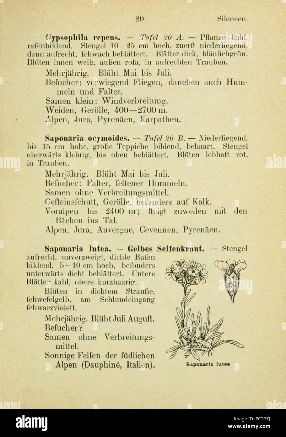 Alpen-Flora (Page 40 Stock Photo - Alamy