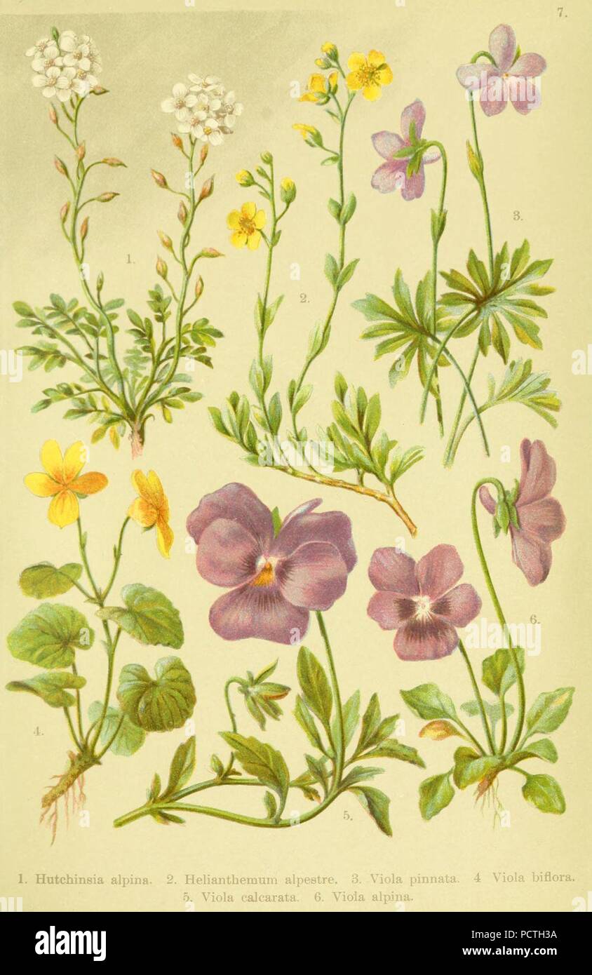 Alpen-Flora für Touristen und Pflanzenfreunde (Pl. 7 Stock Photo - Alamy