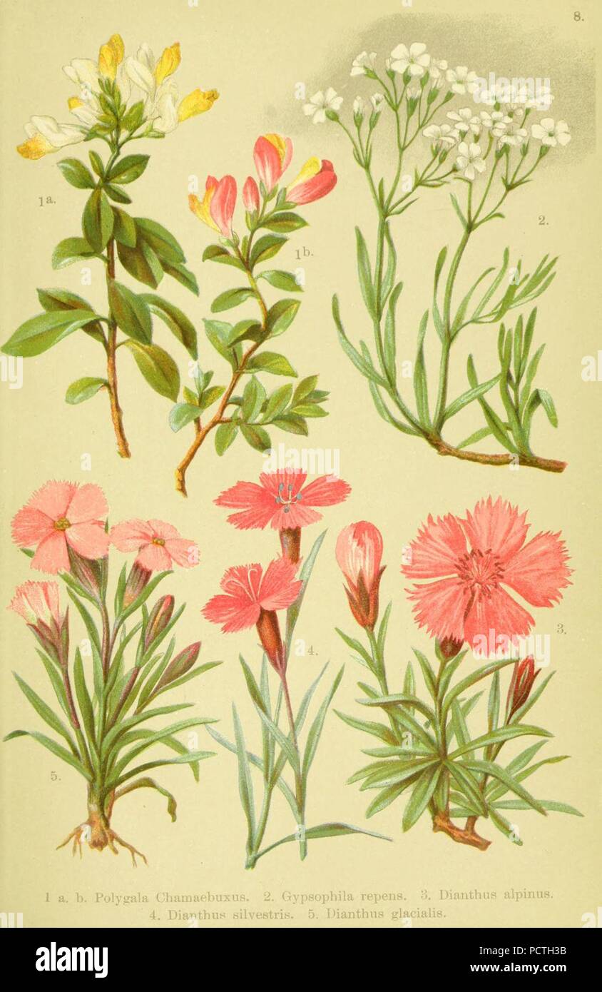 Alpen-Flora für Touristen und Pflanzenfreunde (Pl. 8 Stock Photo - Alamy