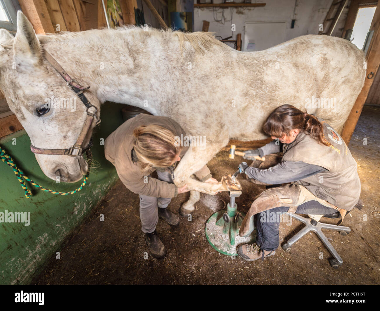 Blacksmith horse hi-res stock photography and images - Alamy