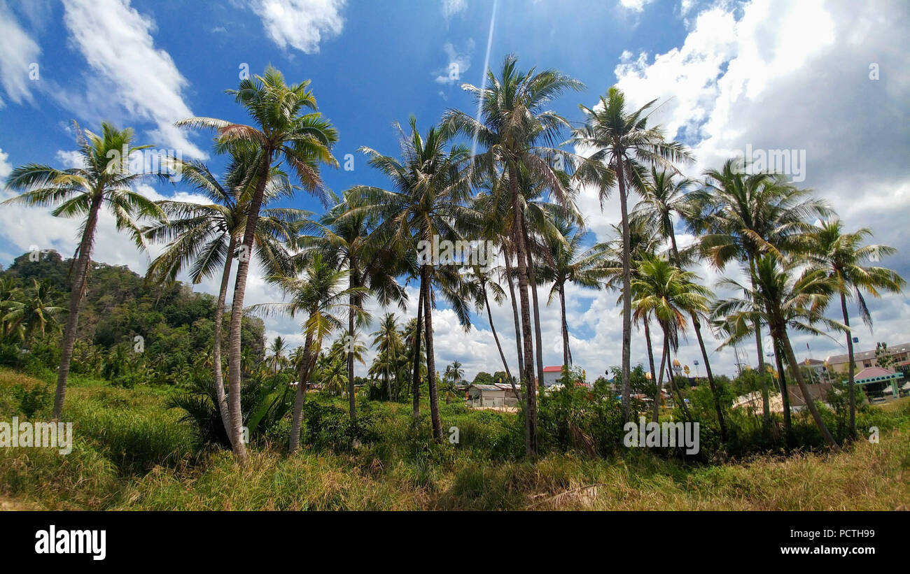 Myanmar palm trees hi-res stock photography and images - Alamy