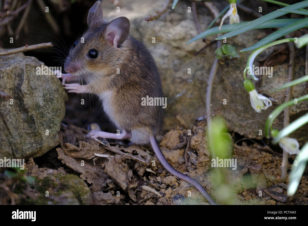 Close up wood mouse hi-res stock photography and images - Alamy